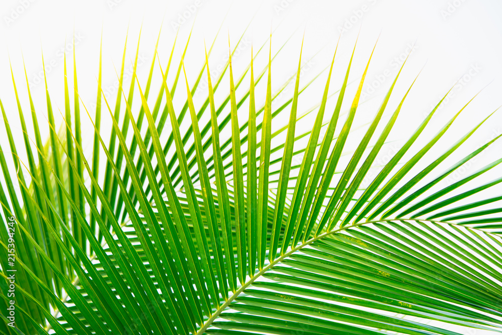 Green Coconut Wallpaper