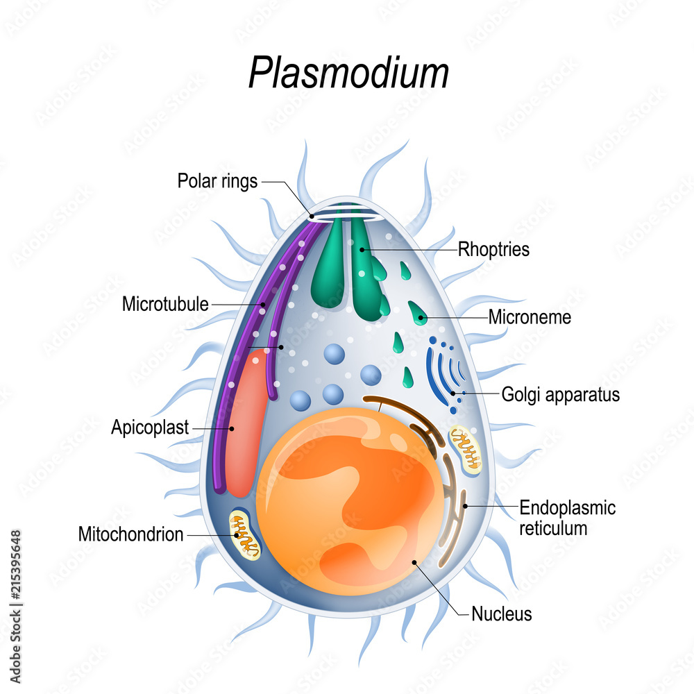 Plasmodium Diagram