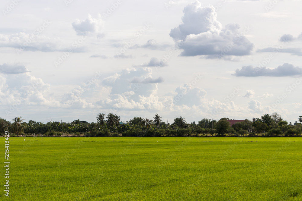 Green rice field with backdrop of trees and white clouds Stock Photo ...