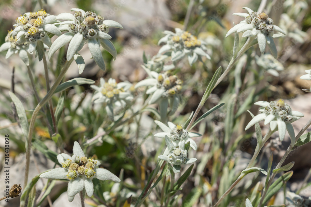Leontopodium nivale subsp. alpinum, mountain flower with white wooly ...