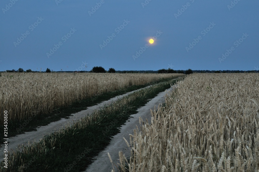 wheat field at night Stock Photo | Adobe Stock