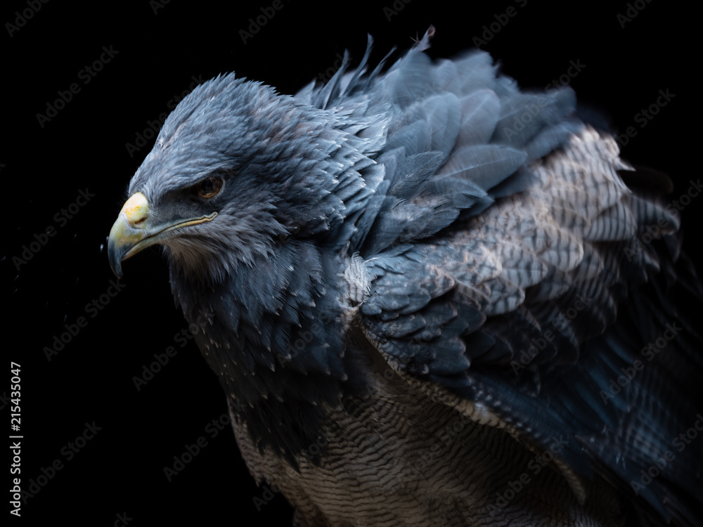 Blue Eagle Hd Wallpaper