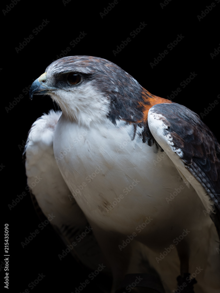 Variable hawk Stock Photo | Adobe Stock