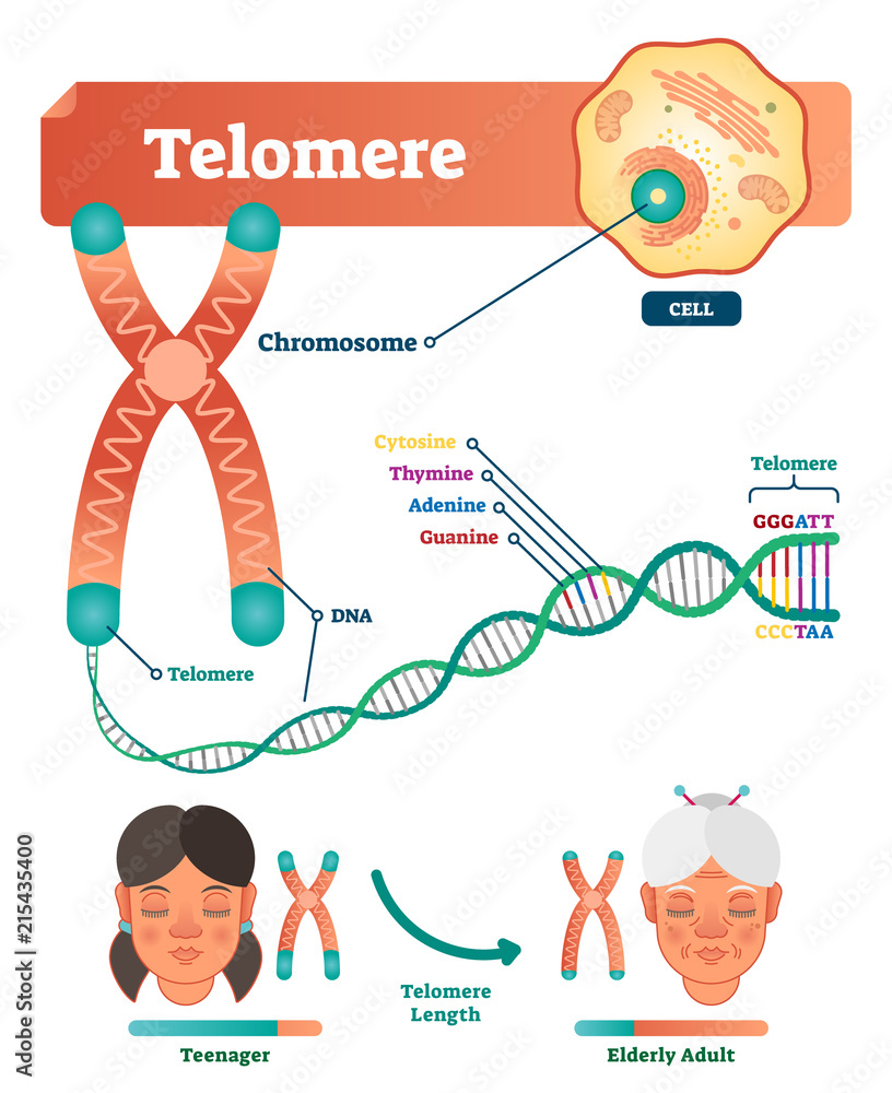 Telomere vector illustration. Educational and medical scheme with cell ...