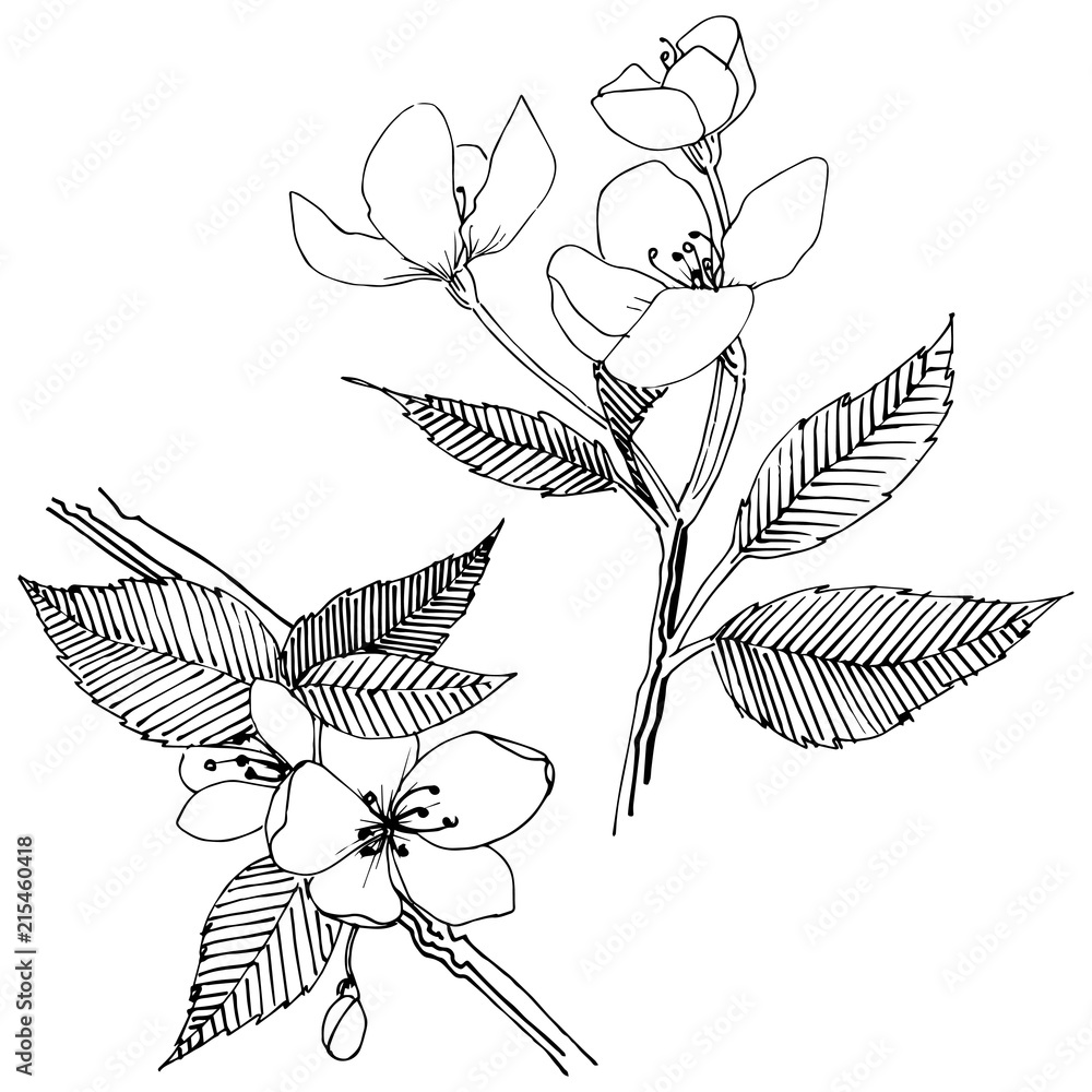 Apple bloom in a vector style isolated. Full name of the plant: Apple ...