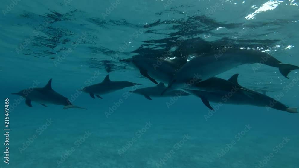 A pod of Dolphins swims in the blue water under surface (Spinner ...