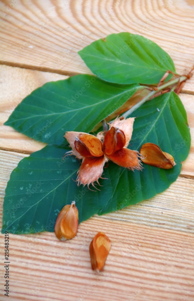 Die Frucht Der Buche Rezepte : Bucheckern sammeln – MSQVWU