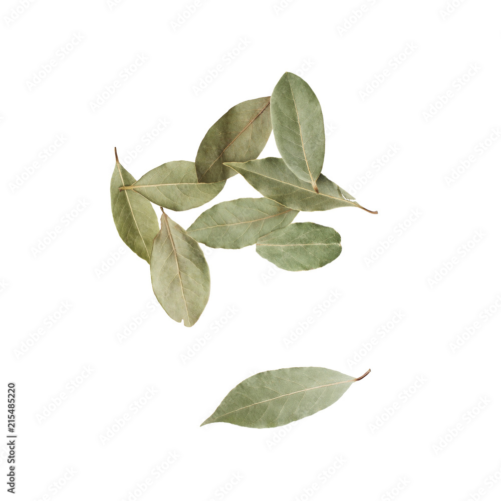 Laurel leaves isolated on white background Stock Photo | Adobe Stock