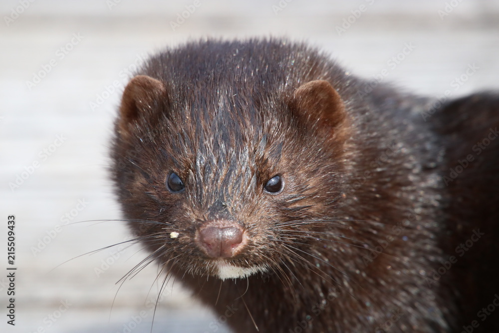 Cute american mink Stock Photo | Adobe Stock