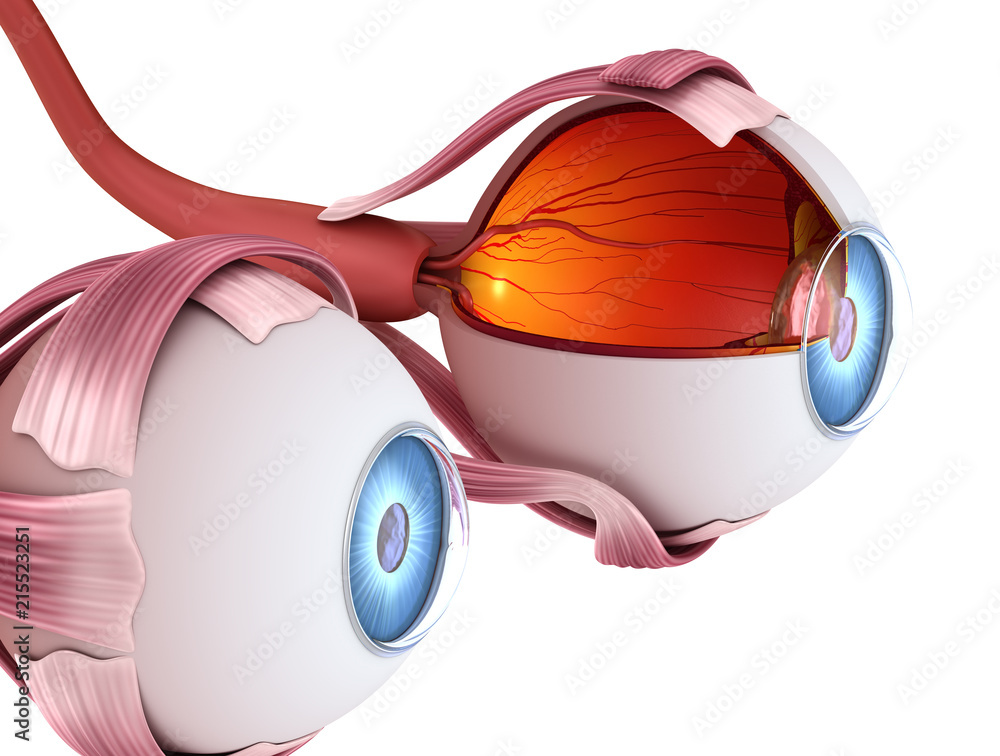 Eye anatomy - inner structure, Medically accurate 3D illustration ...