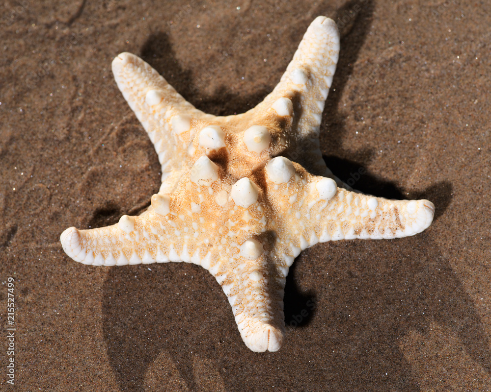 Dried specimen of Knobby Starfish lying on wet sand on the beach at ...