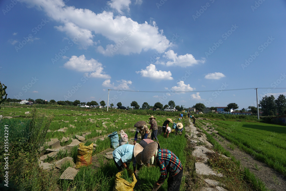 Chinese farmers plant rice by pulling rice Stock Photo | Adobe Stock