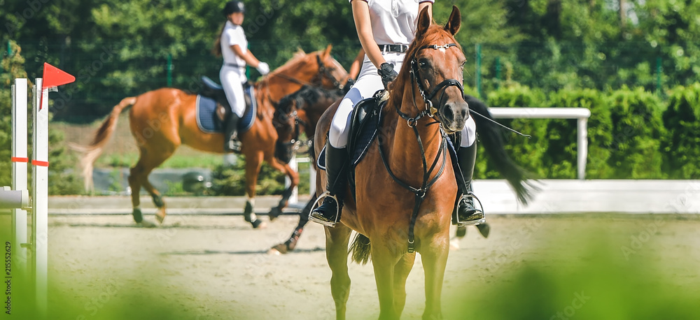 Horse horizontal banner for website header design. Dressage horse and ...