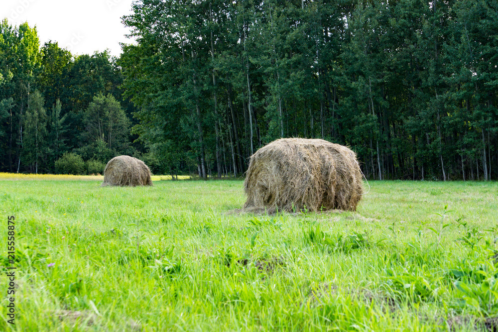 Collecting hay in a golden field, round bales of hay, agriculture, farm ...