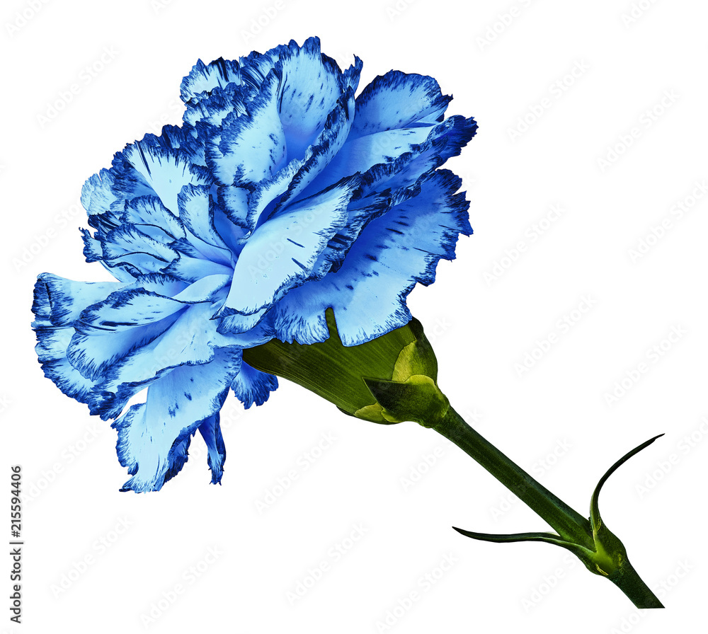 White And Blue Carnation Bouquet