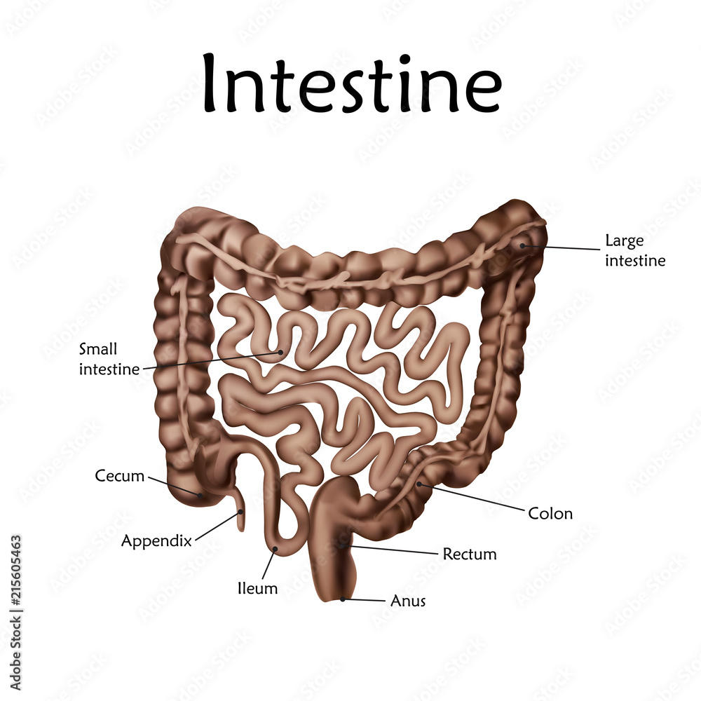 Human intestine with a description. Anatomy vector realistic ...