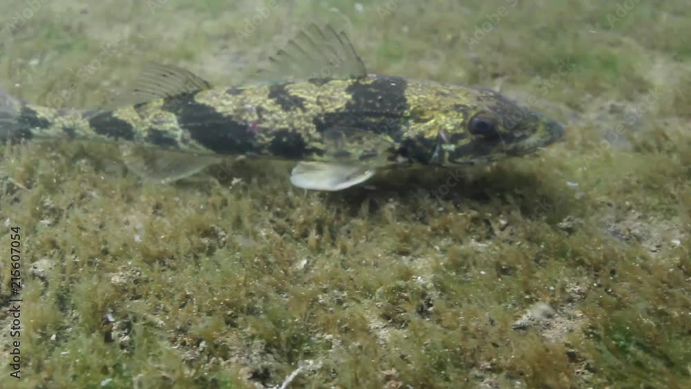 Freshwater fish Zingel (Zingel zingel) in the beautiful clean river ...