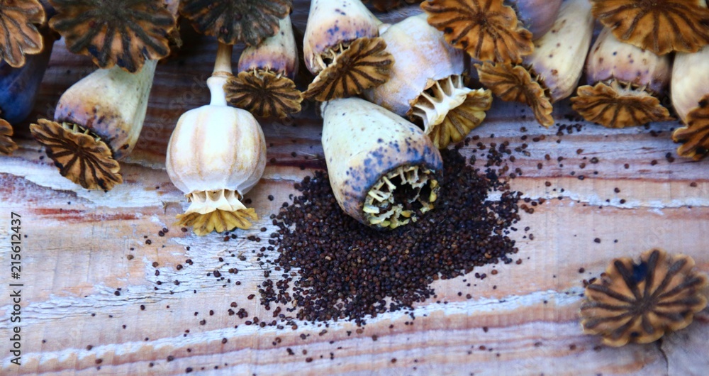 samenkapsel mohn aufgeschnitten Stock Photo | Adobe Stock