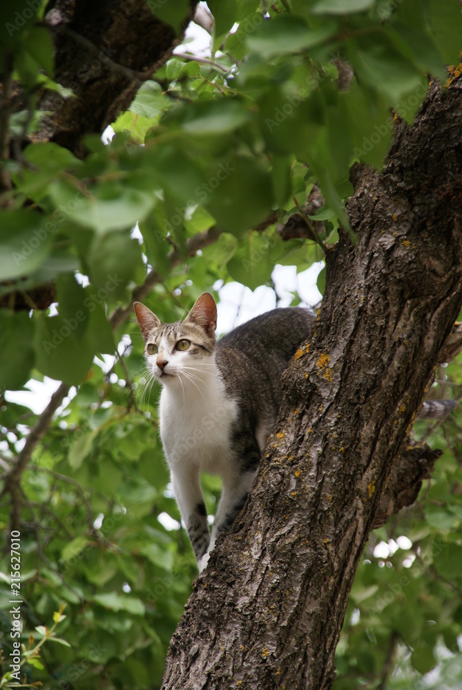 Poster cat in tree – Wall Art | UkPosters