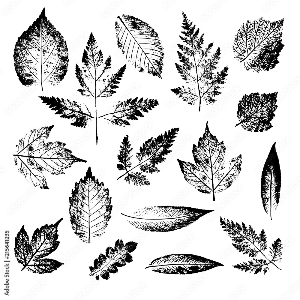 Isolated Black Stamps Of Leaves Of Tree And Bush On White Background isolated-black-stamps-of-leaves-of-tree-and-bush-on-white-background