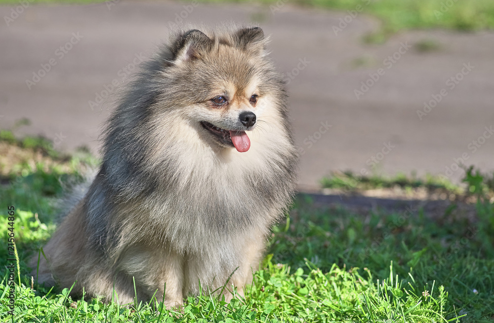 Pomerania Sable