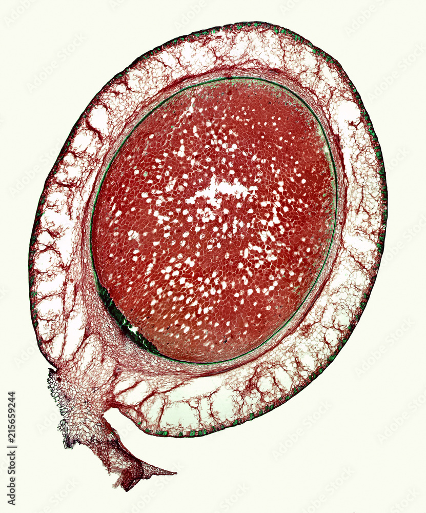 The structure of pepper seed under a microscope. Stock Photo | Adobe Stock