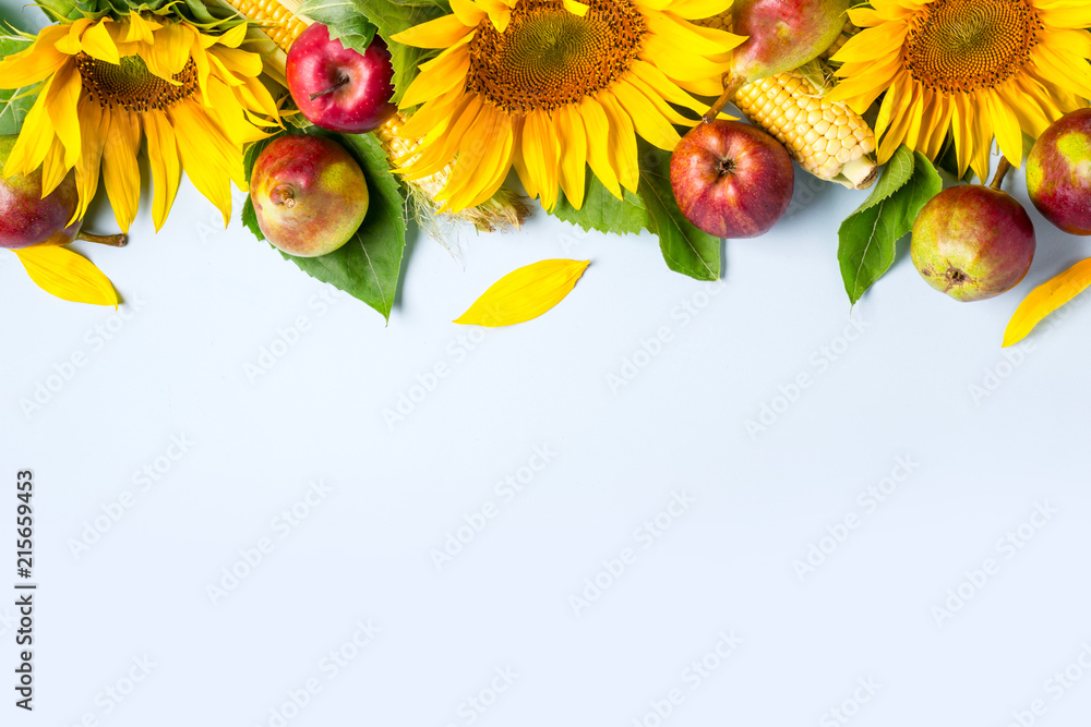 Autumn background. Border of sunflower, corn and pears. Harvest holiday ...
