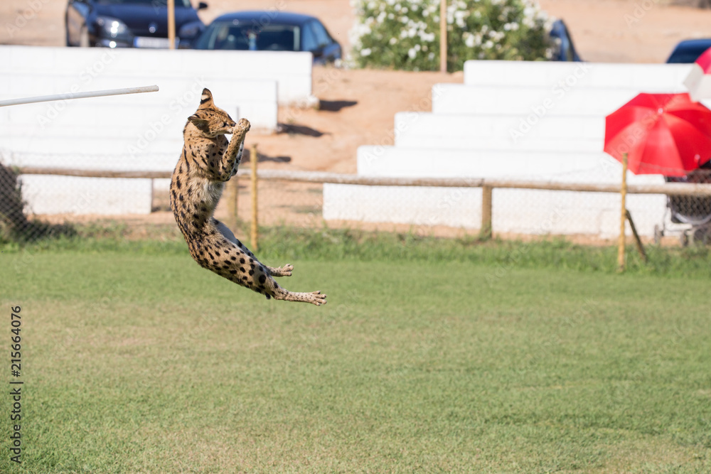 Serval Hunting