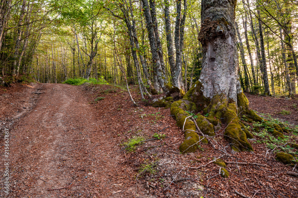 Path with beech trees leading to the loricato pines forest in the ...