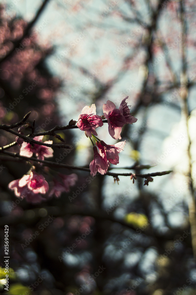 bosta Stock Photo | Adobe Stock