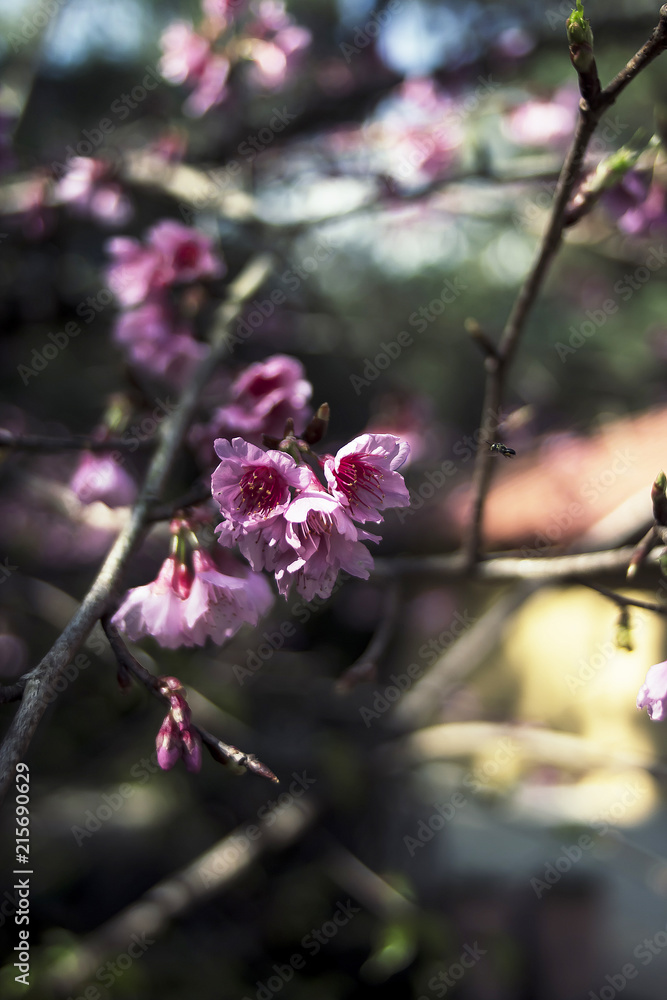 bosta Stock Photo | Adobe Stock