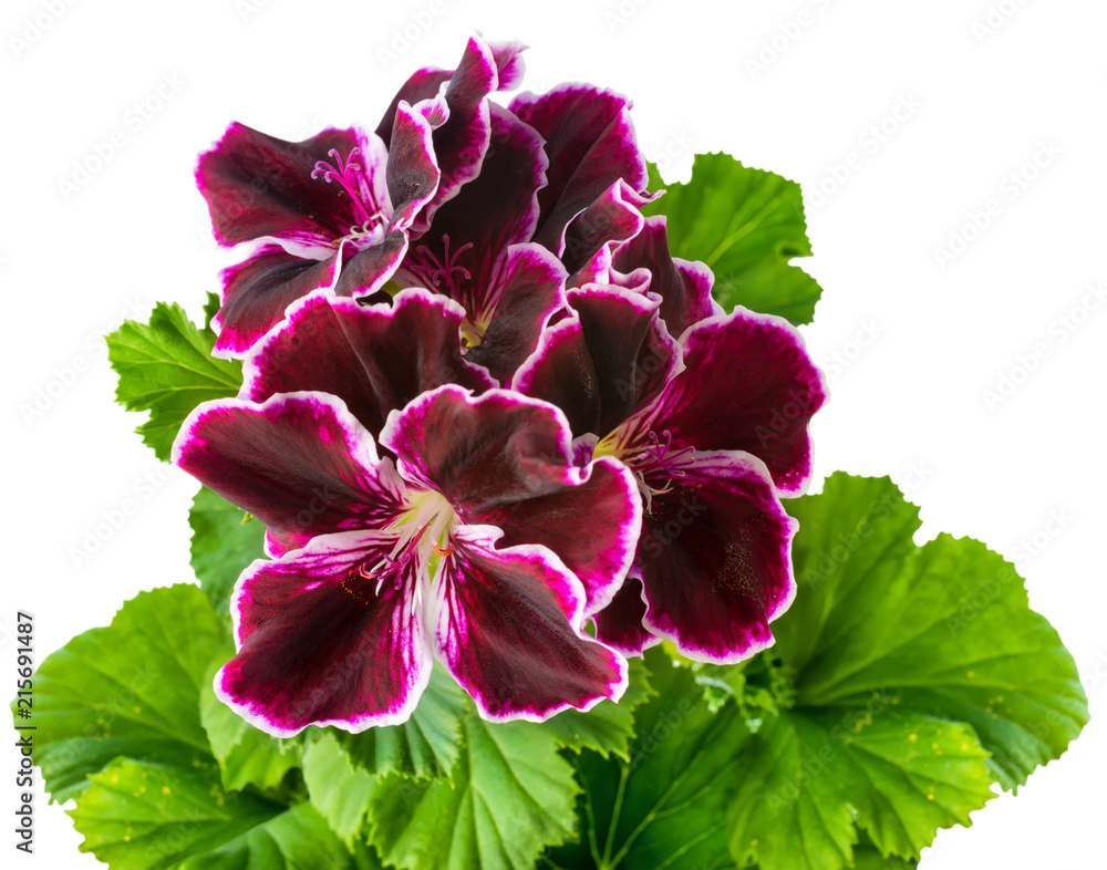 velvet purple geranium flower with green leaves is isolated on white ...