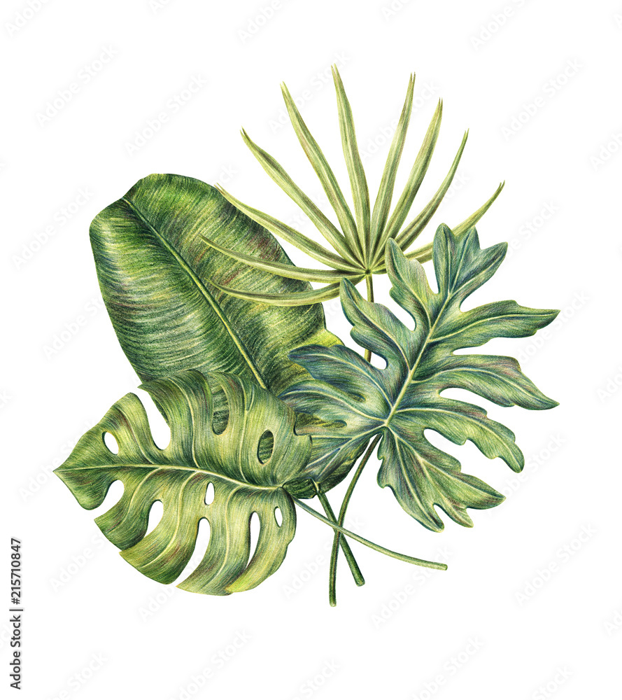 Composition of four exotic tropical palm leaves - monstera, areca, and ...