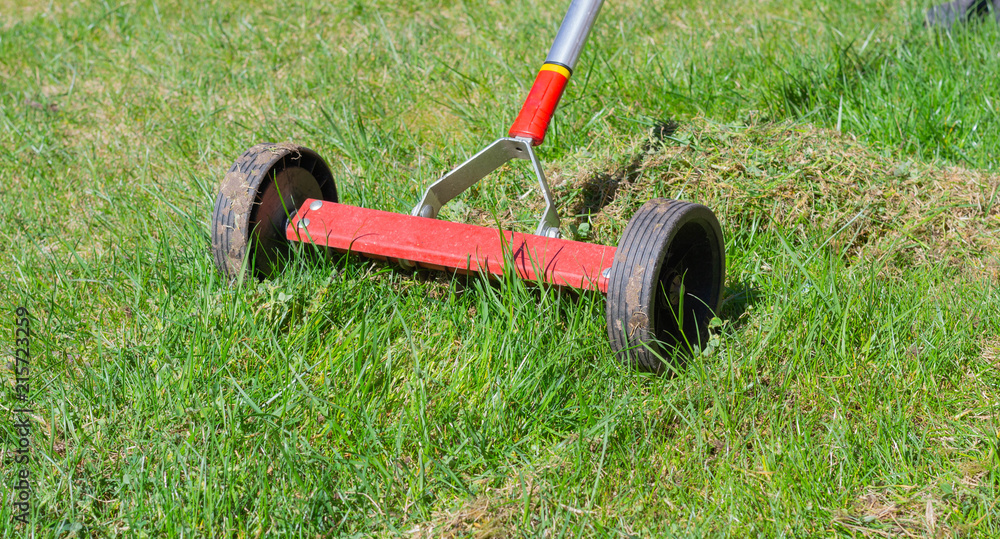 Cleaning up the grass with a rake. Aerating and scarifying the lawn in ...