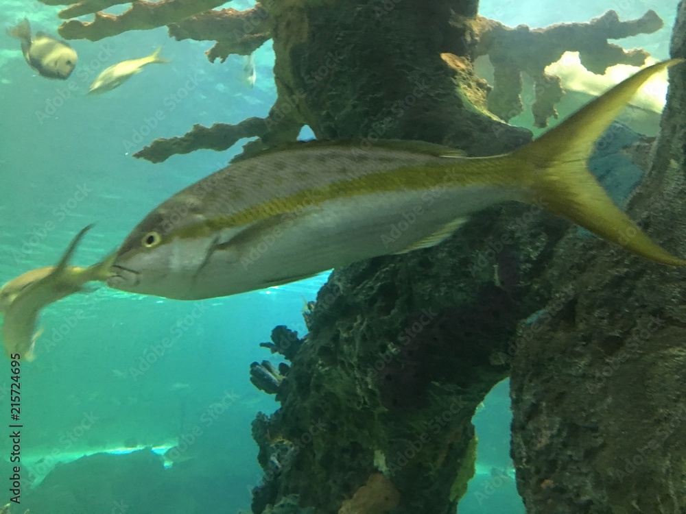 Large fish swimming in a tank with other aquatic animals Stock Photo ...