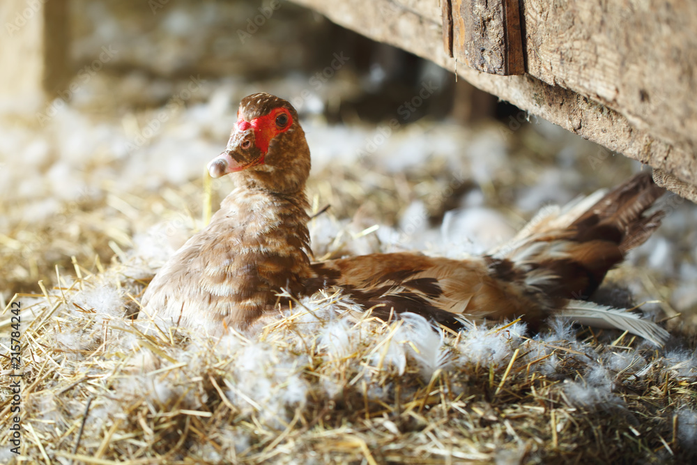 Musky duck on a traditional poultry farm. Stock Photo | Adobe Stock