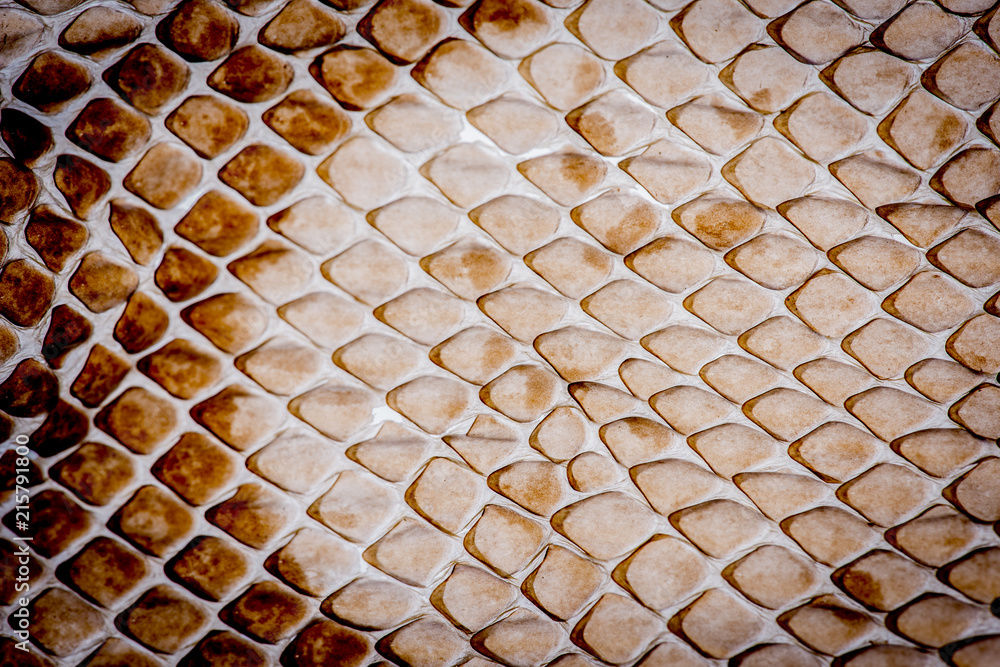 Snake Scales Close Up
