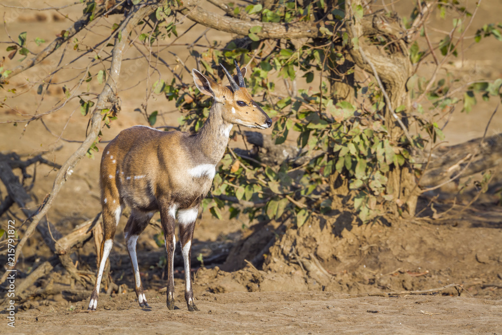 Cape bushbuck in Kruger National park, South Africa ; Specie ...