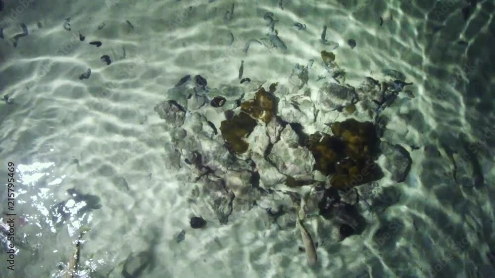 sea fauna concept - koi fishes swimming in transparent shallow water ...