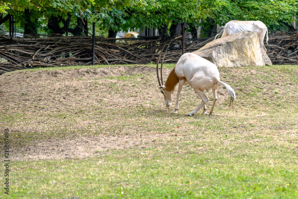 Horned antelope. African scimitar oryx on grass in zoo, animals in ...