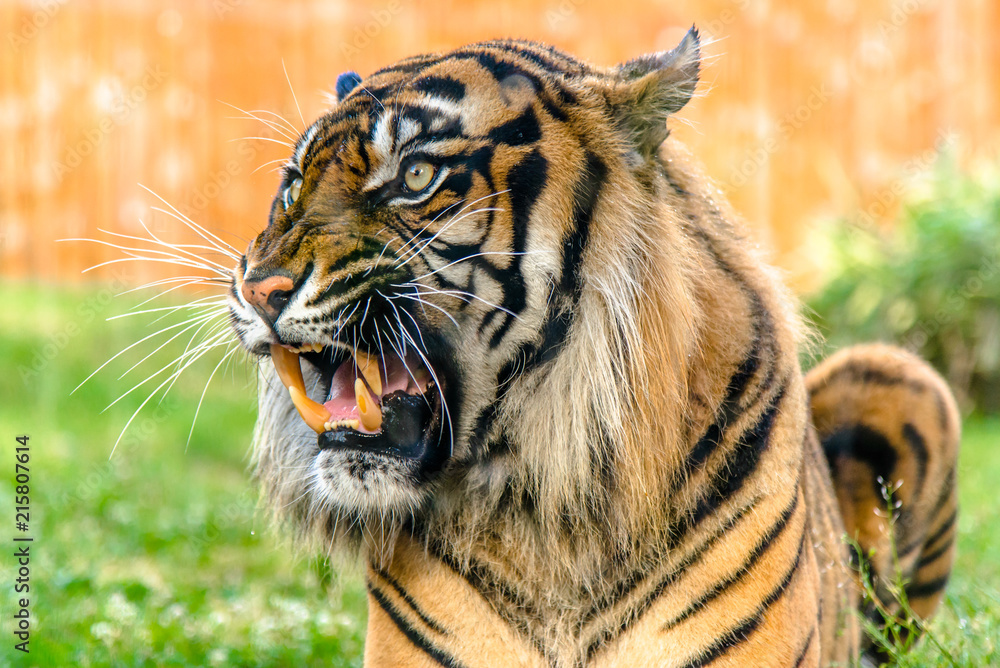 Angry tiger roaring and showing fangs in open mouth Stock Photo | Adobe ...