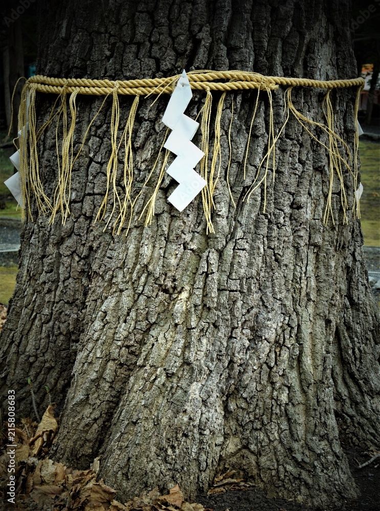 Shide on Shimenawa around a Yorishiro tree in a Japanese Shinto Shrine ...