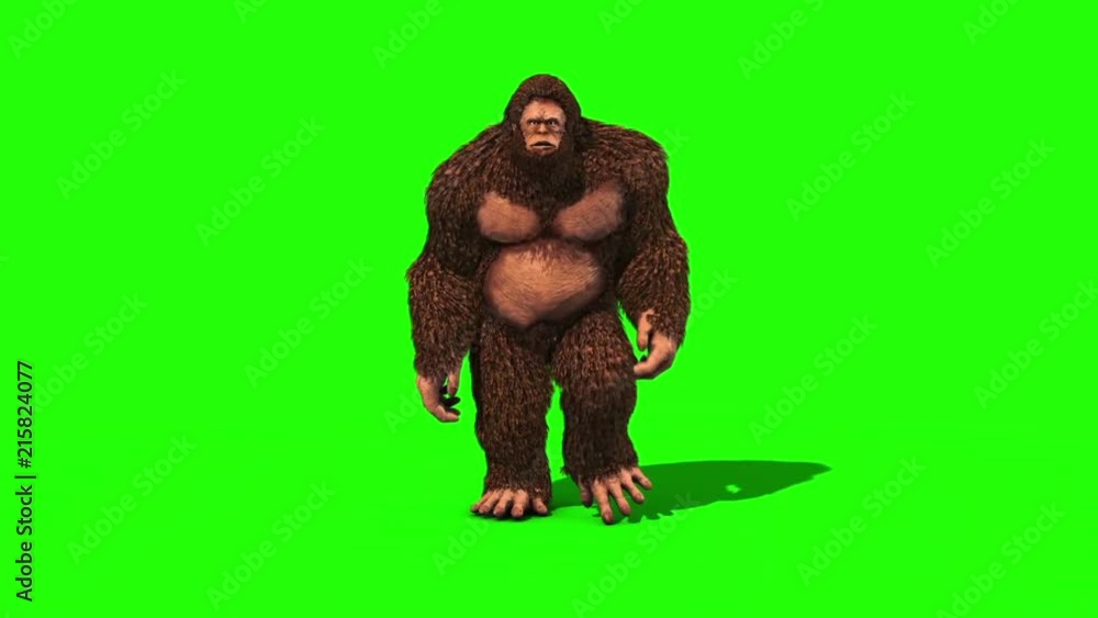 Bigfoot Sighting Walk Loop Front Green Screen 3D Rendering Animation ...