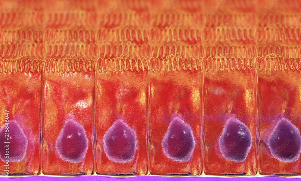 Simple columnar epithelium, 3D illustration. Histology background ...