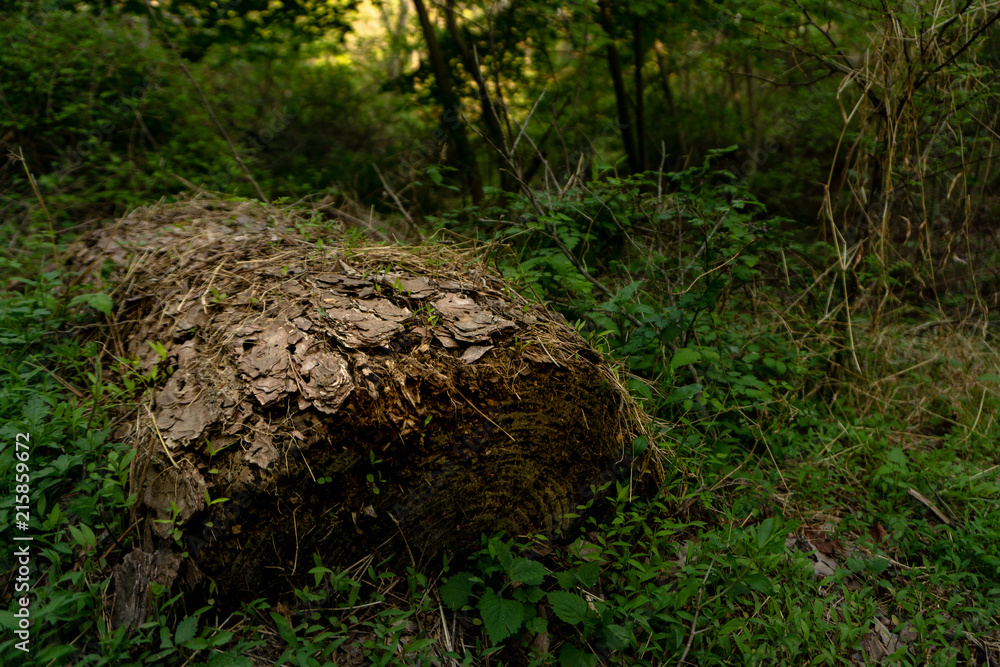 Dry and decayed log left died in the forest Stock Photo | Adobe Stock