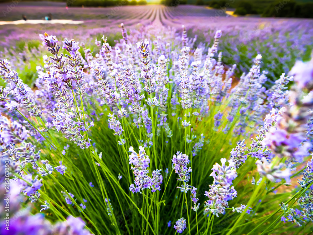Olor a lavanda foto de Stock | Adobe Stock