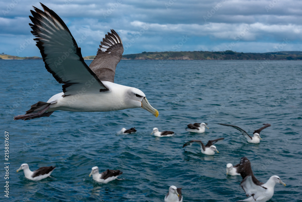 Albatross in Flight Stock Photo | Adobe Stock
