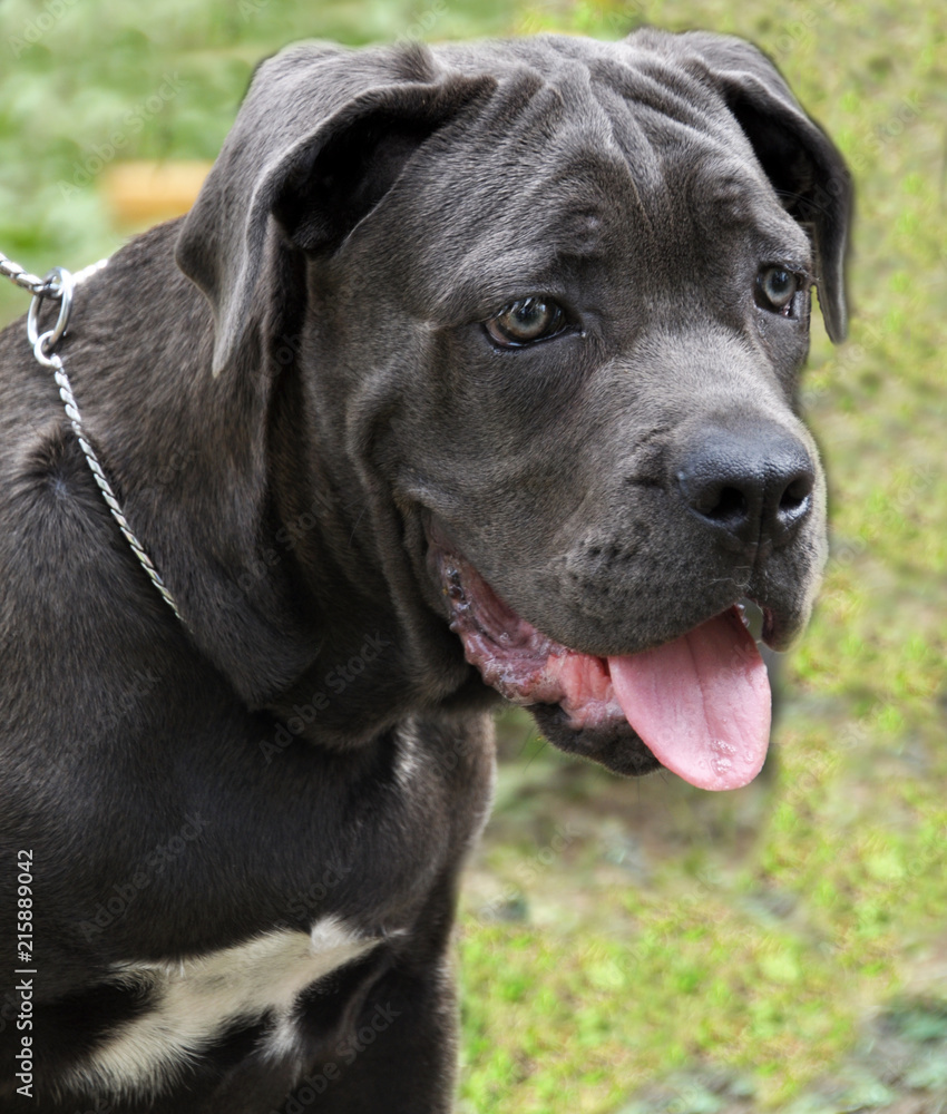 funny face close - up of Italian dog cane Corso Stock Photo | Adobe Stock