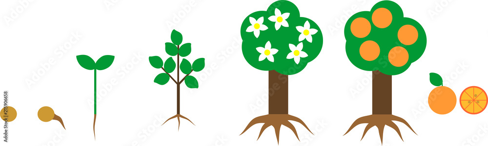 Life cycle of orange tree with root system. Plant growth stage from ...