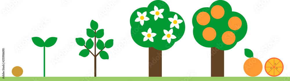 Life cycle of orange tree. Plant growth stage from seed to tree with ...
